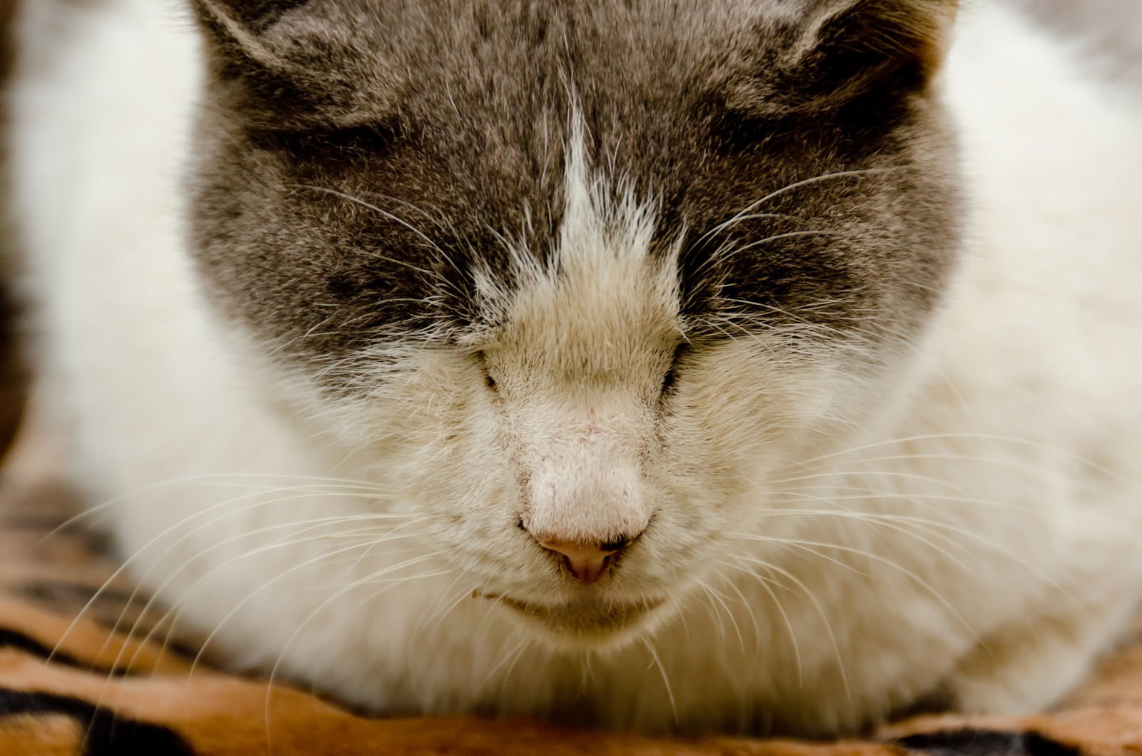Sleeping Cat Face Close-up with Peaceful Expression Free Stock Photo ...
